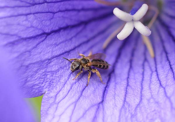 Beyond honey: A primer on some of New York’s 400-plus bee species ...