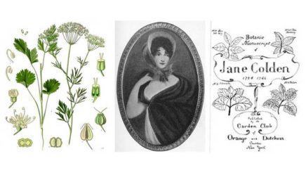 Jane Colden, America’s first female botanist, classified plants locally ...