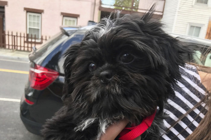 ‘Speed dating’ event matches shelter pups with people - Hudson Valley One