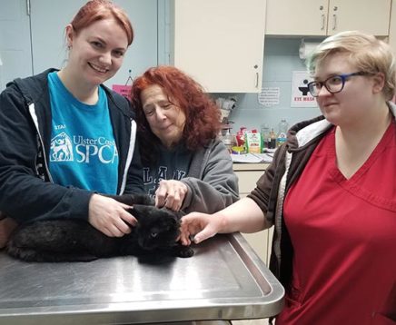 After 2,432 days in shelter, Hudson Valley cat finds a home - Hudson ...