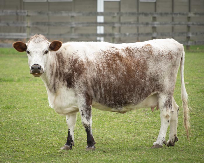 Ulster County’s Animal Sanctuaries - Hudson Valley One