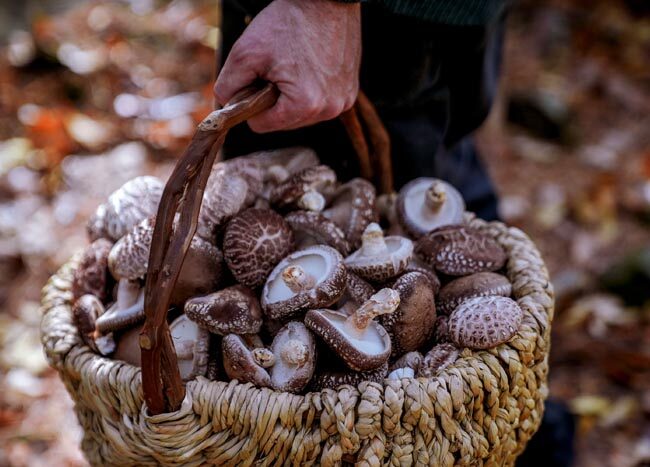 Ulster County mycologist explores mushroom history, science and culture ...